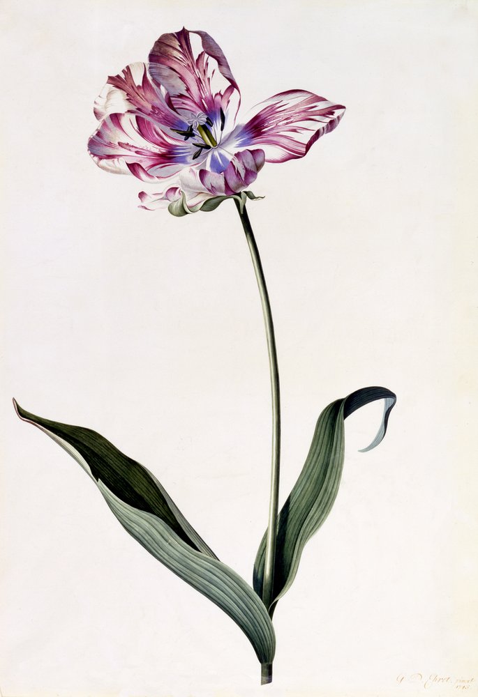 Tulip by Georg Dionysius Ehret: Buy fine art print