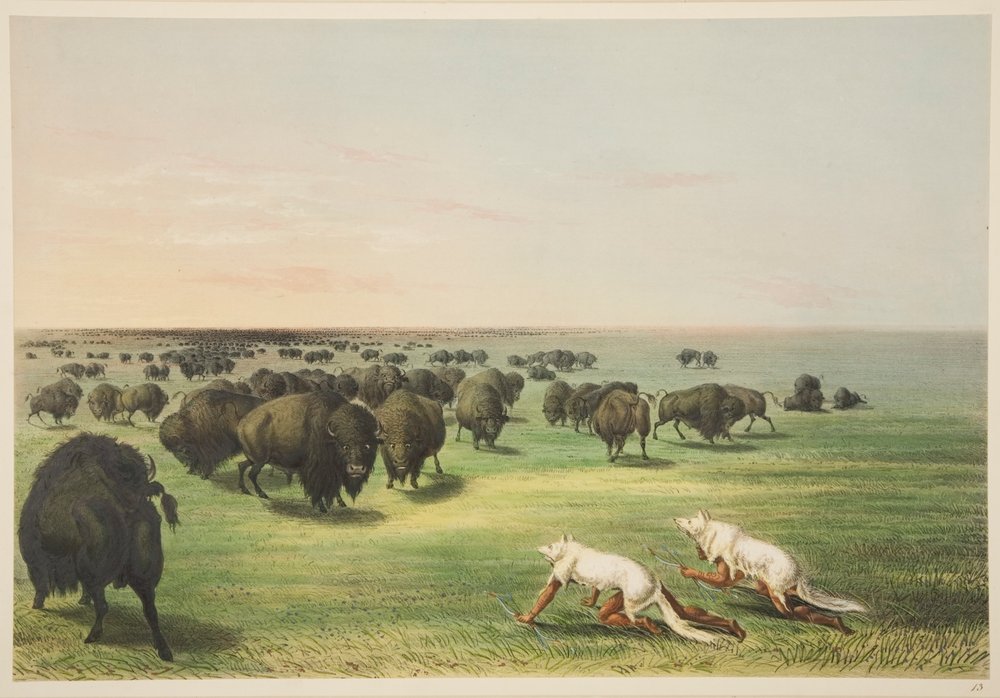 Indians Hunting the Buffalo Under a Wolf-Skin Mask, from Illustrations ...