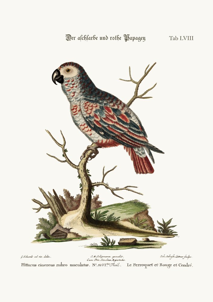 The Ash-Coloured and Red Parrot by George Edwards