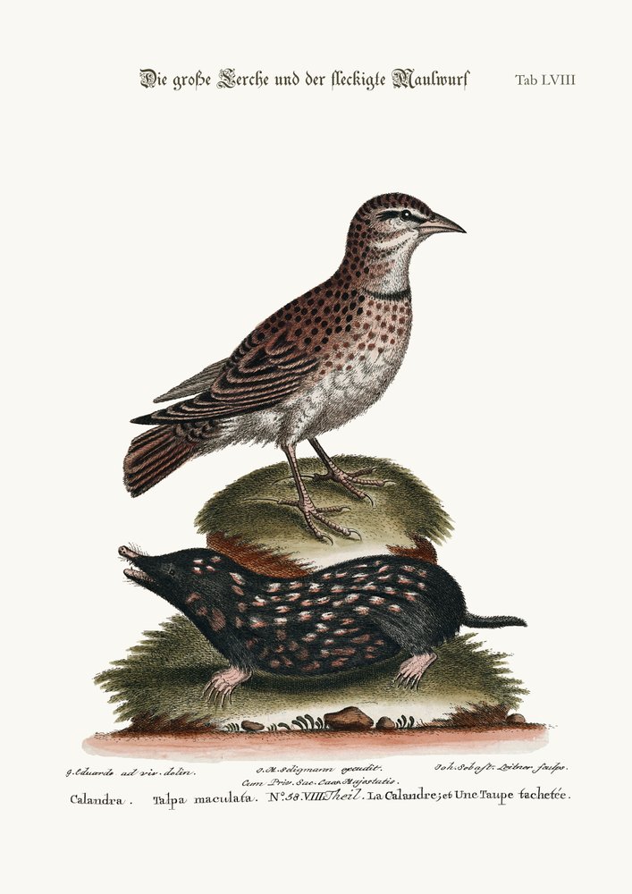 The Calandra, and the Spotted Mole by George Edwards