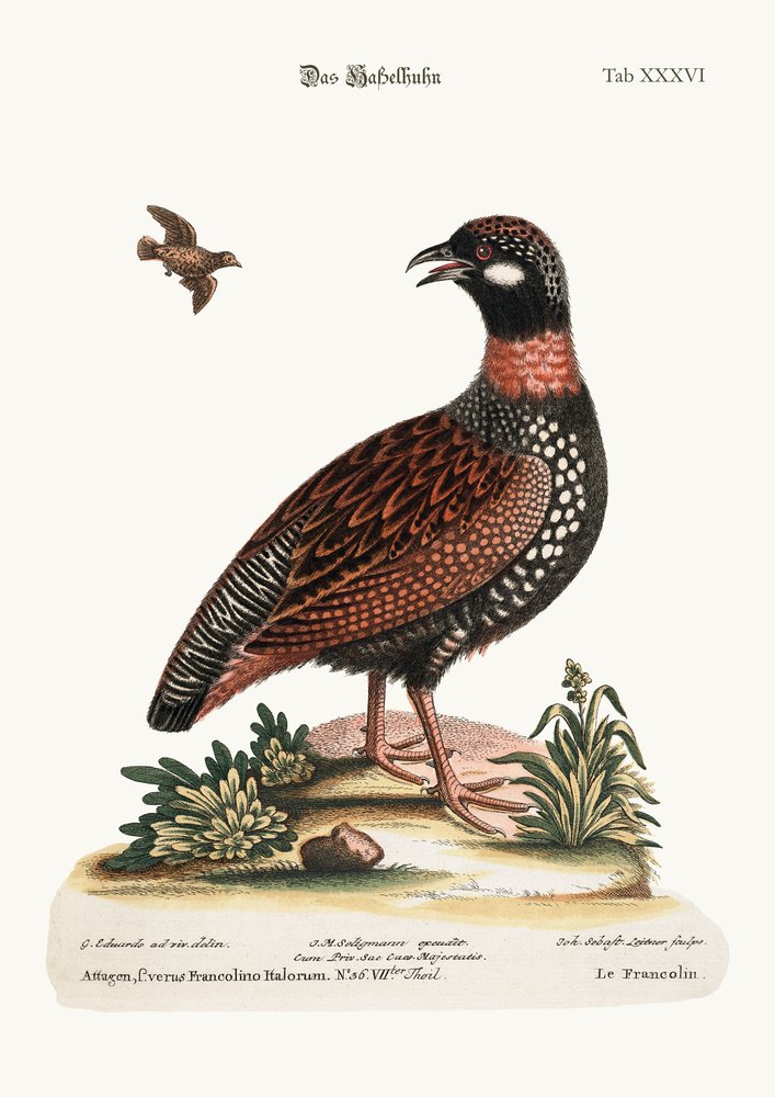 The Francolin by George Edwards: Premium art reproduction