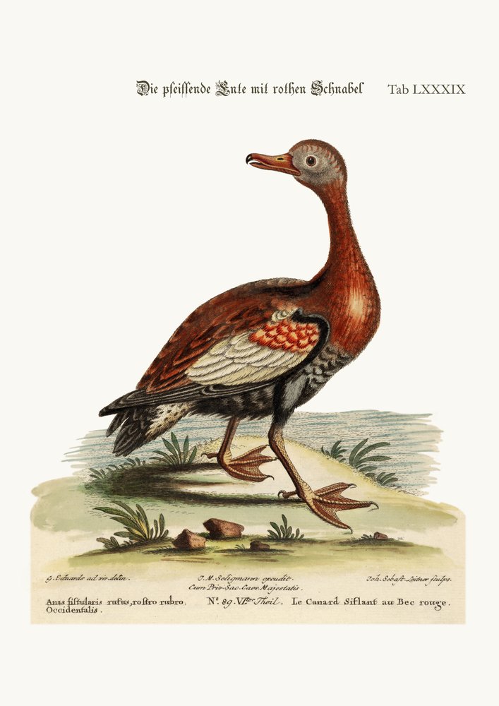 The Red-billed Whistling Duck by George Edwards