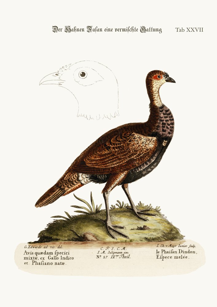The Turkey-Pheasant, a Mixed Species by George Edwards