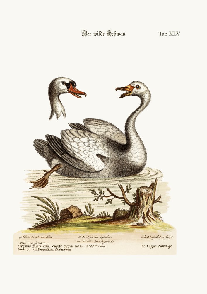 The Wild Swan by George Edwards: Buy fine art print