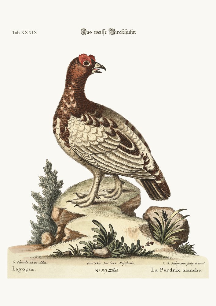 The white Partridge, 1749-73 by George Edwards