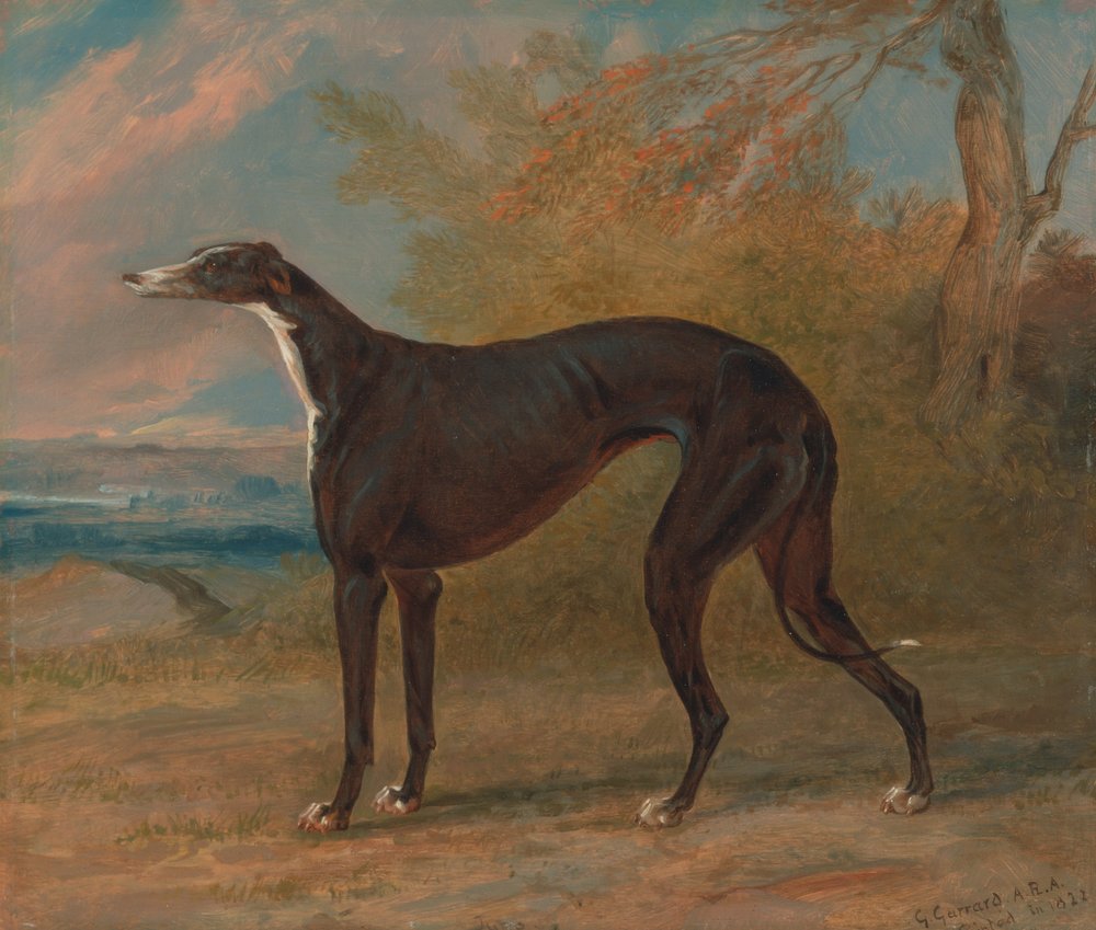 One of George Lane Fox's Winning Greyhounds - the Black and White ...