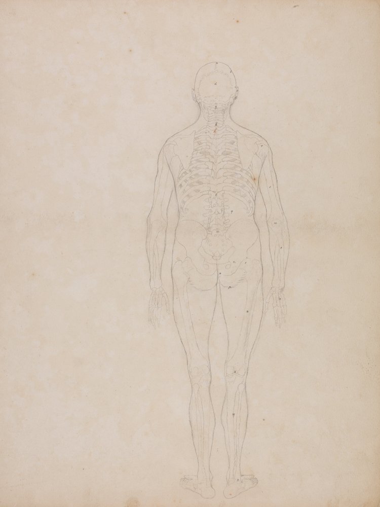 A Comparative Anatomical Exposition of the Structure of the Human Body ...