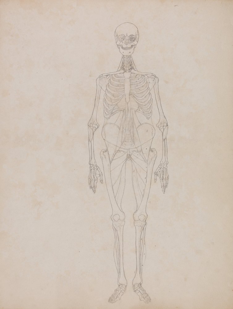 A Comparative Anatomical Exposition of the Structure of the Human Body ...