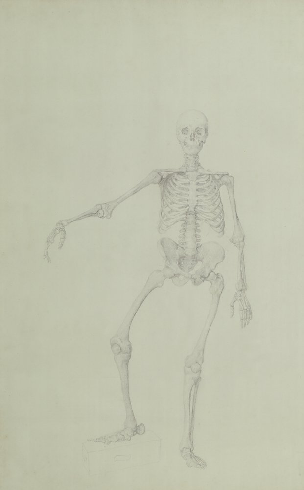 Human Skeleton, Anterior View, Right Arm Outstretched, illustration ...
