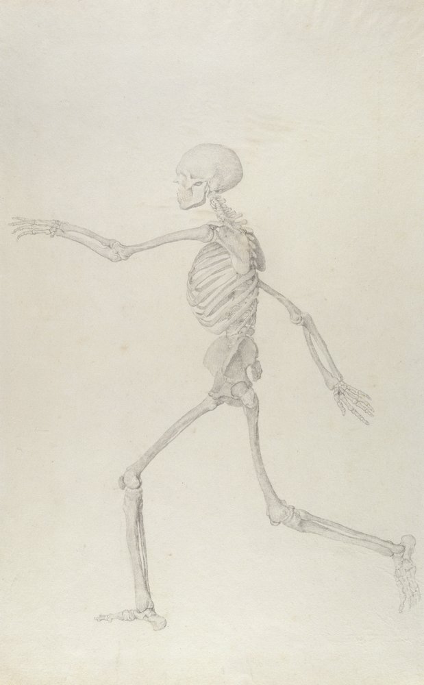 Human Skeleton, Lateral View seen from the Left, Running, illustration ...