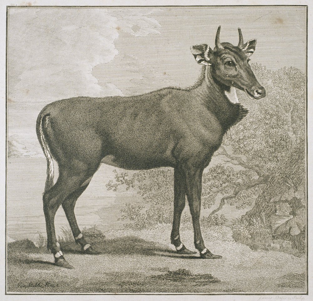 Plate of the Nyl-ghan, engraved by James Basire (1730-1802)