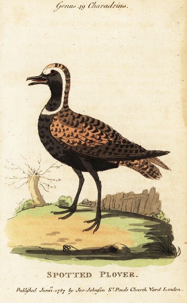 American golden plover or spotted plover