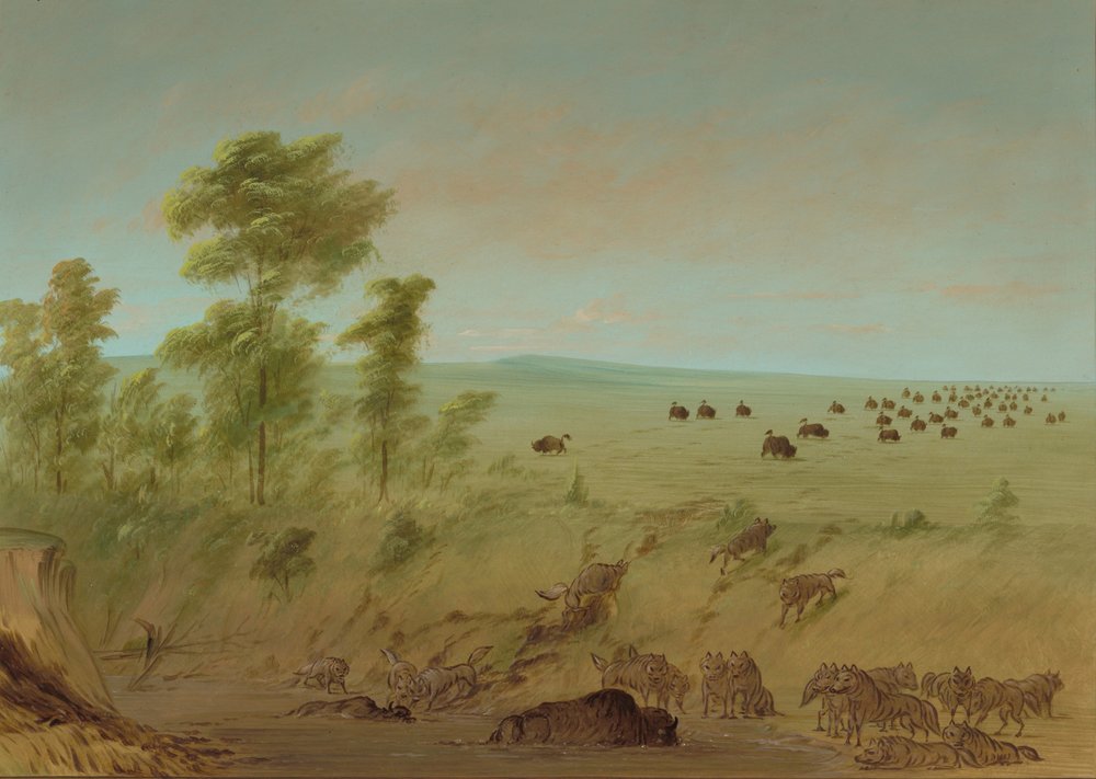 Mired Buffalo and Wolves by George Catlin: Fine art print