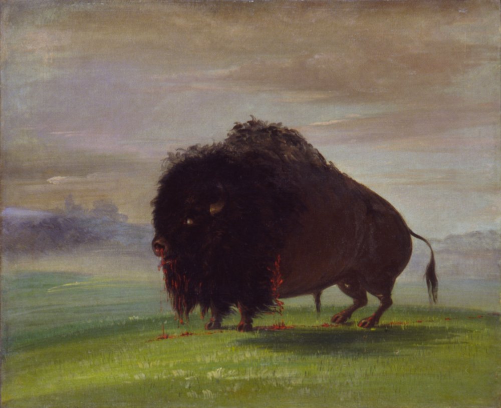 Wounded Buffalo, Strewing His Blood over the Prairies