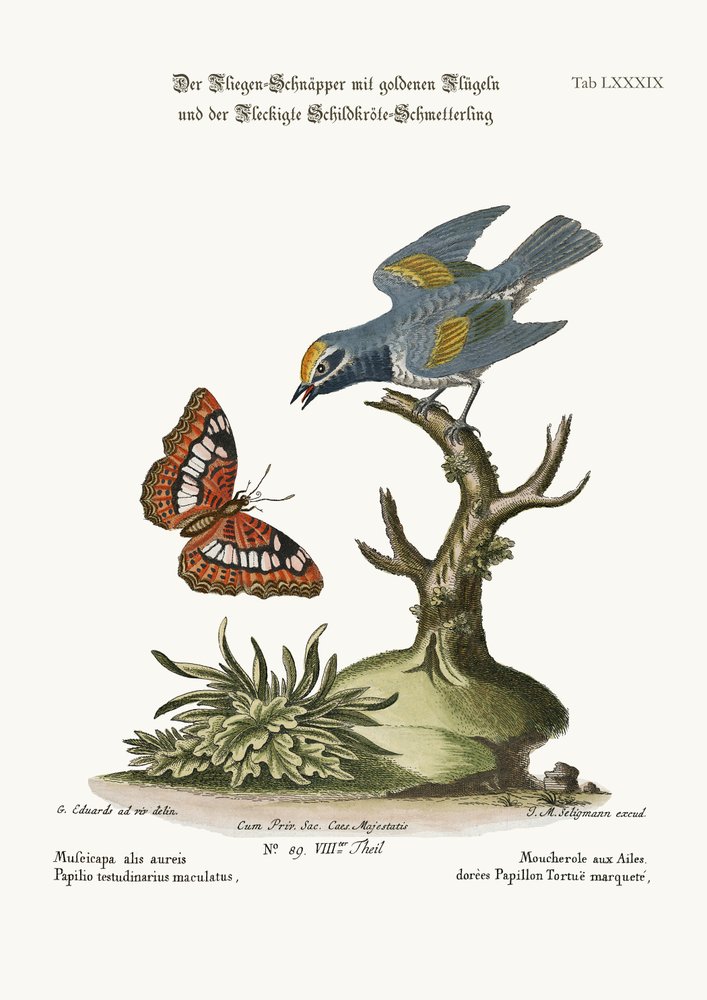 The Golden-Winged Flycatcher and the Spotted Tortoise Butterfly