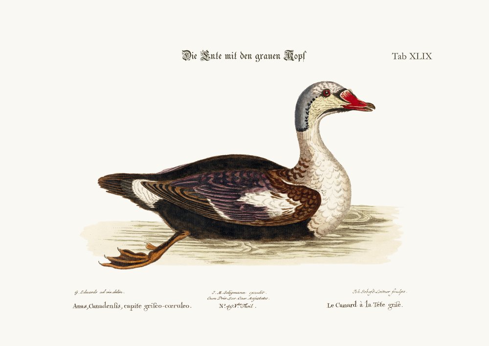 The Grey-Headed Duck by George Edwards: Buy fine art print