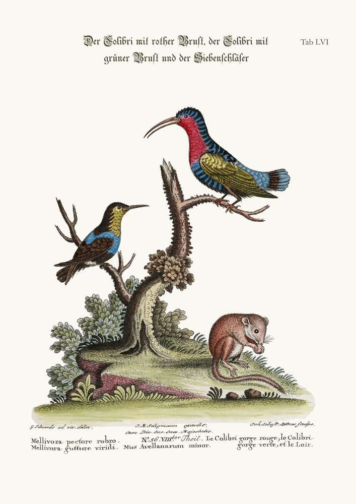 The Red-breasted Hummingbird, the Green-throated Hummingbird, and the ...