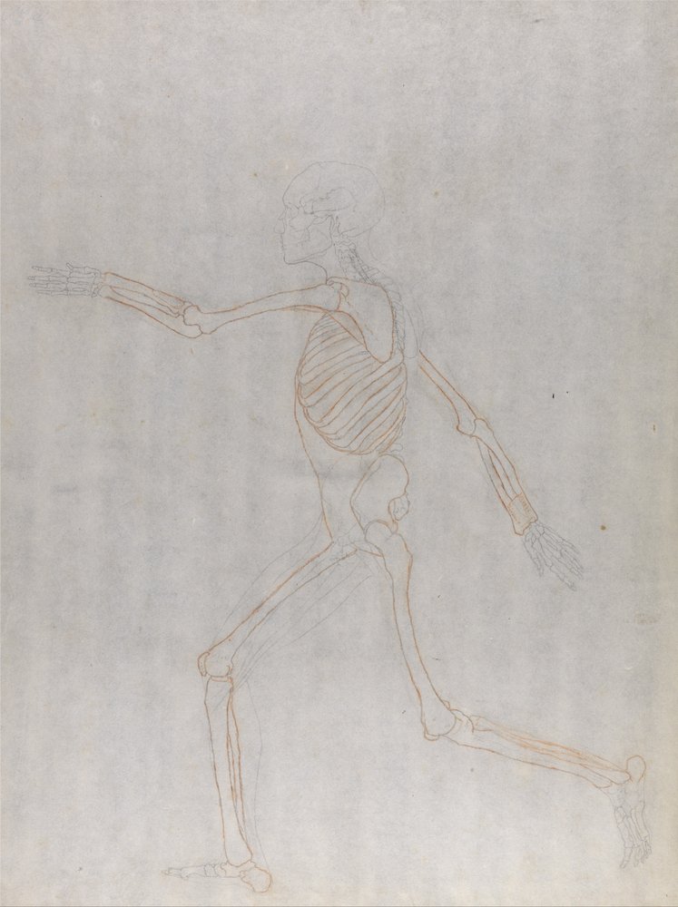 Human Skeleton, Lateral View by George Stubbs