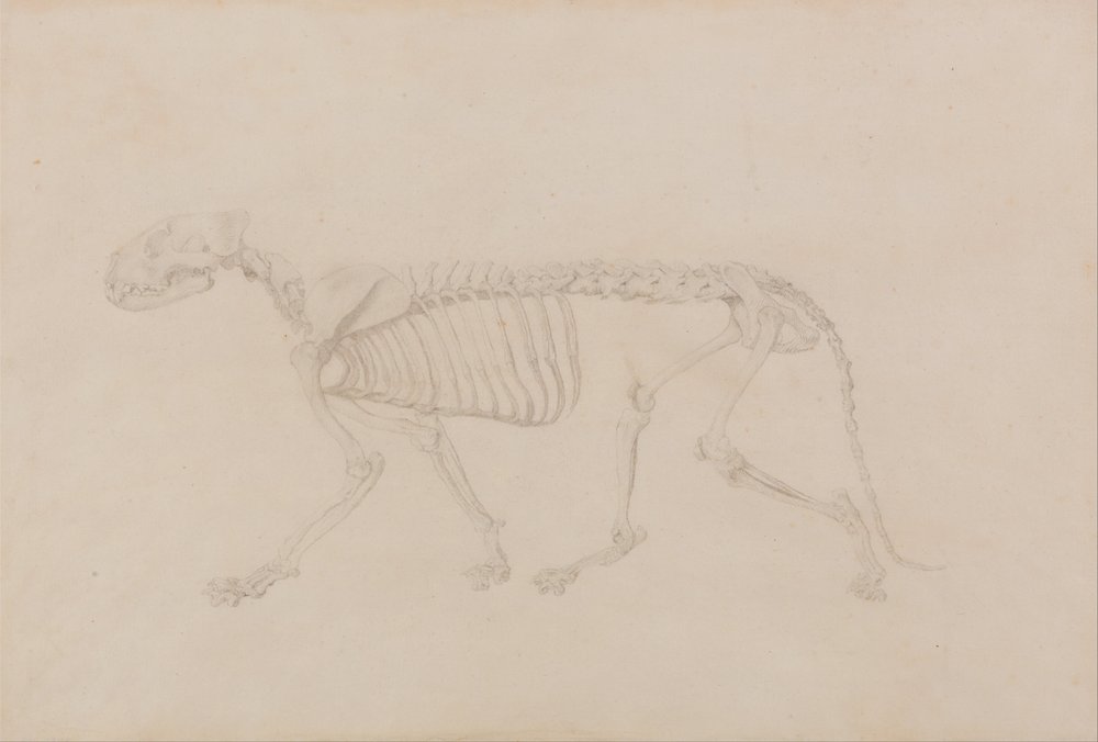 A Comparative Anatomical Exposition of the Structure of the Human Body with that of a Tiger and ...