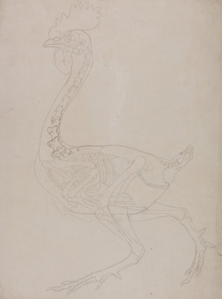 Fowl Skeleton, Lateral View by George Stubbs