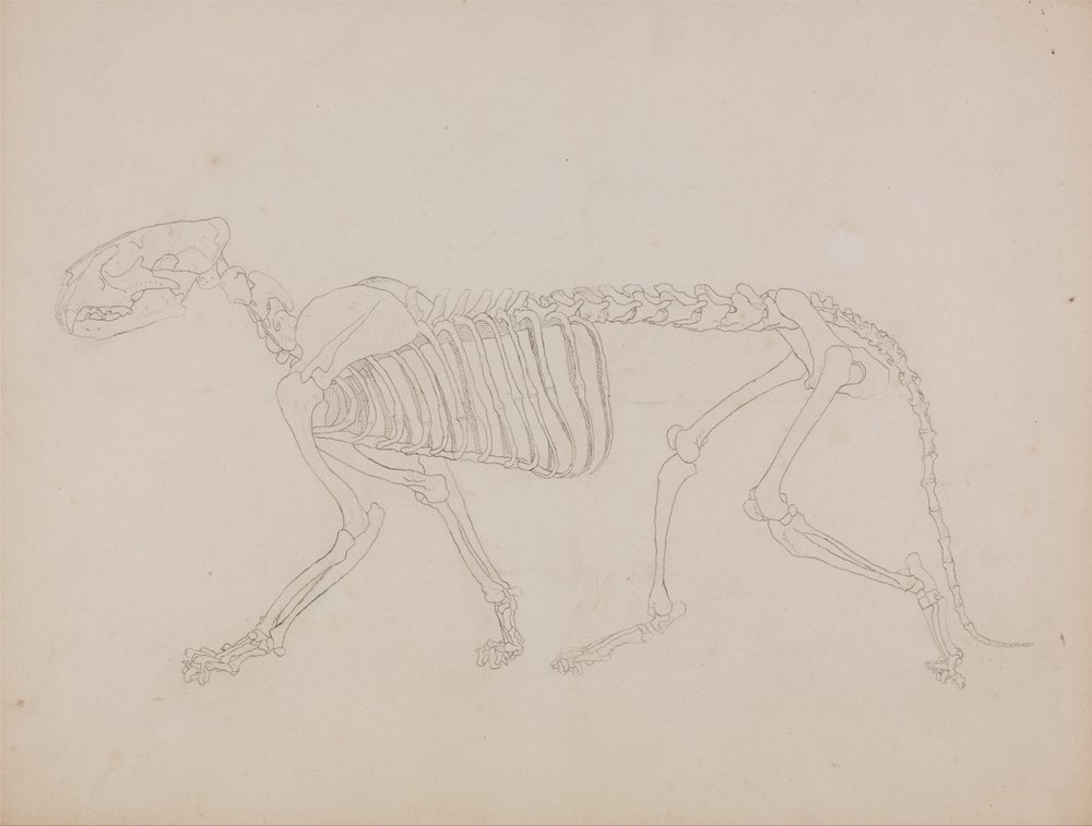 Tiger Skeleton, Lateral View by George Stubbs