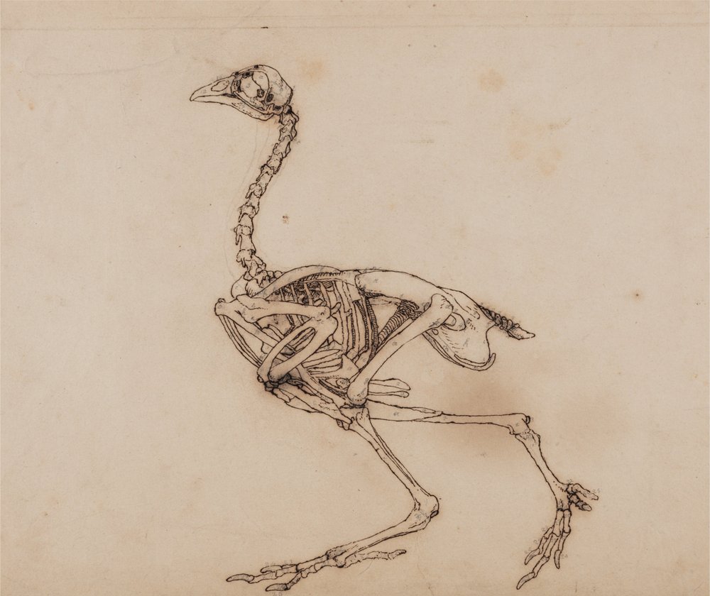 Comparative Anatomical Exposition of the Human Body with a Tiger and a ...