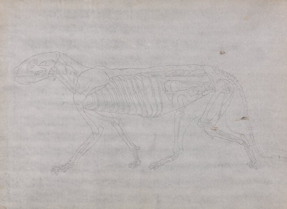 A Comparative Anatomical Exposition of the Structure of the Human Body ...