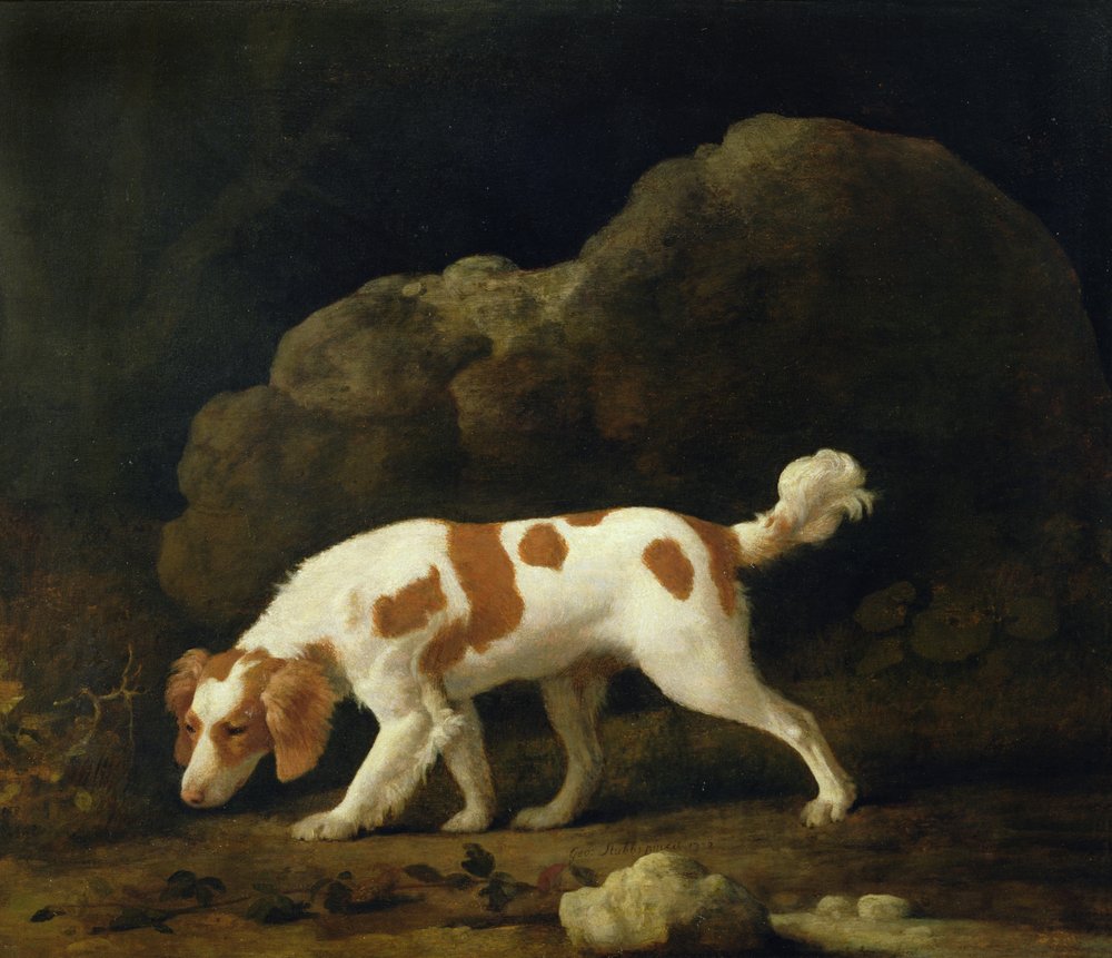 A Spaniel by George Stubbs: Highest-quality art reproduction