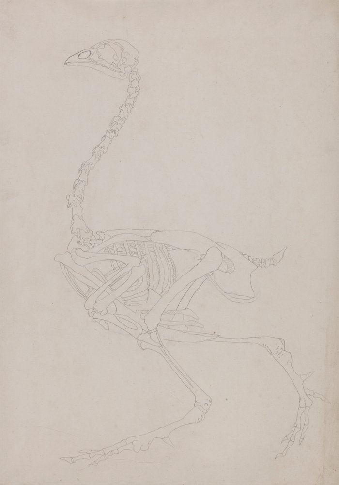 Fowl Skeleton, Lateral View by George Stubbs