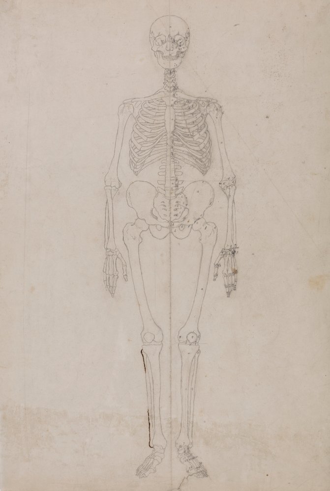 Human Skeleton, Anterior View by George Stubbs