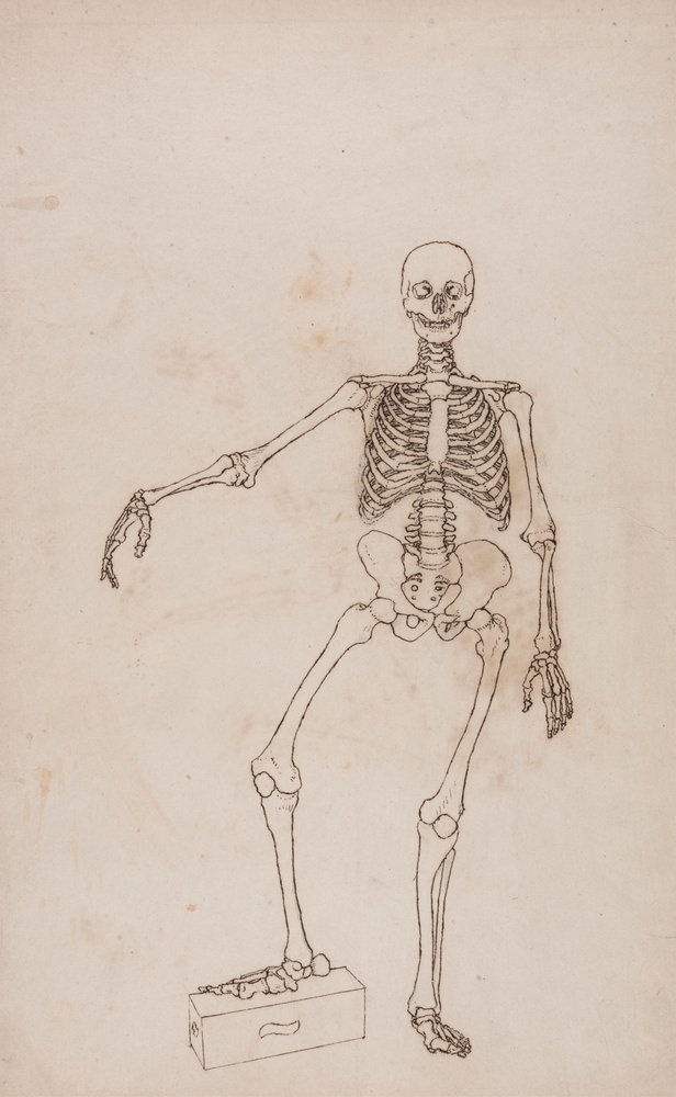 Human Skeleton, Anterior View by George Stubbs