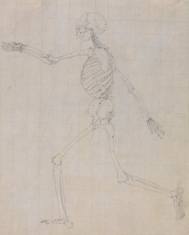Human Skeleton, Lateral View (Outline of the skeleton for the key figure to Table III)