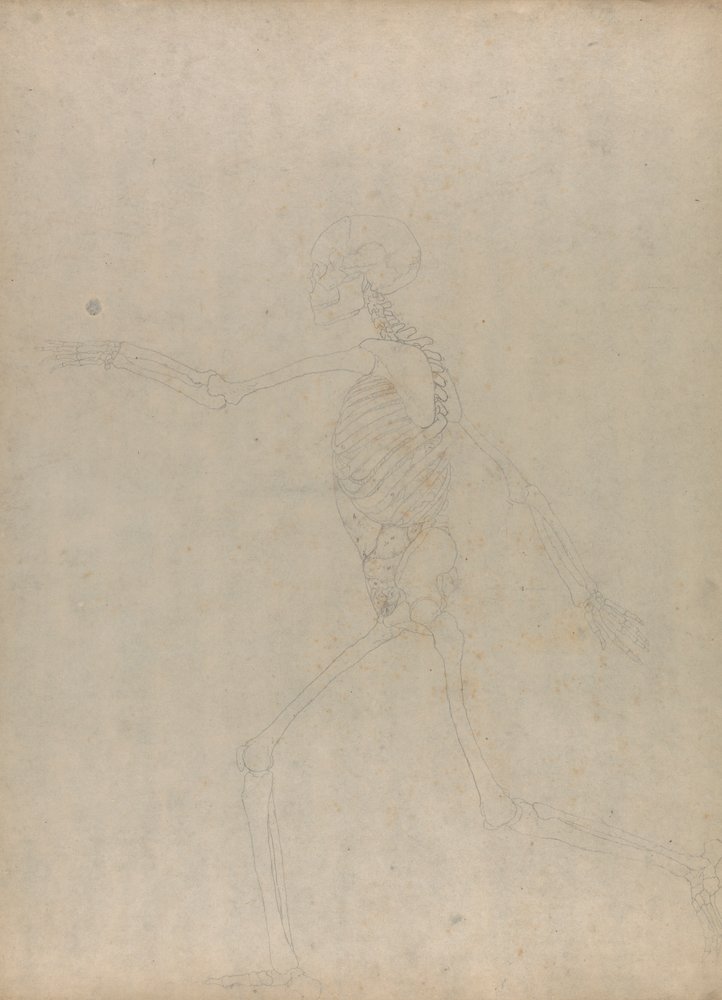 Human Skeleton, Lateral View (Study for a Key Figure to an Unpublished ...