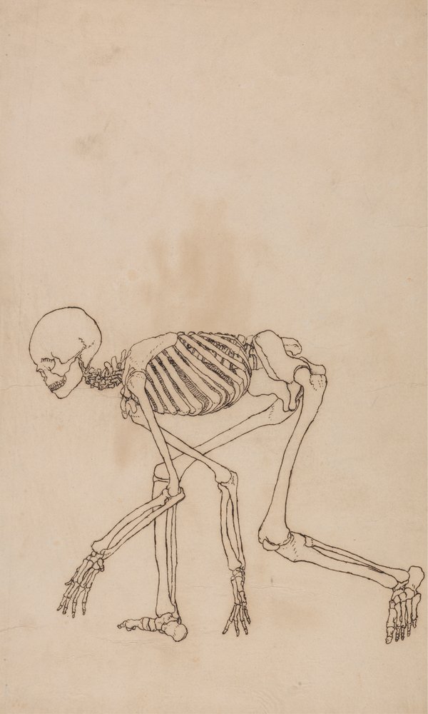 Human Skeleton, Lateral View by George Stubbs