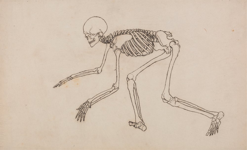 Human Skeleton, Lateral View by George Stubbs