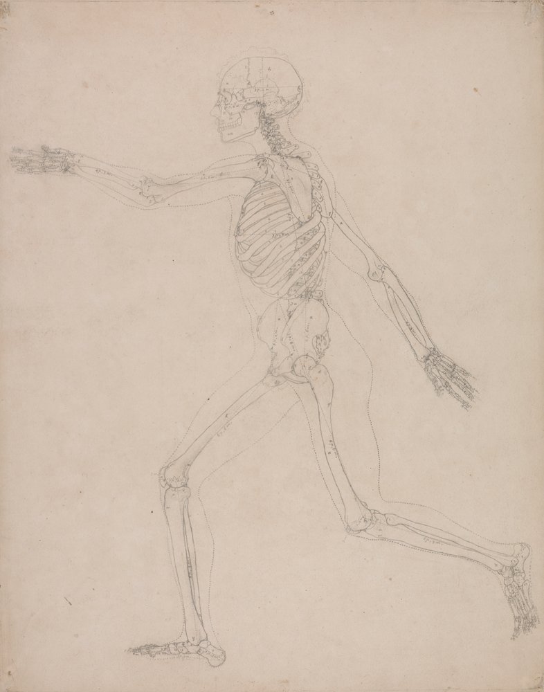 Human Skeleton, Lateral View by George Stubbs