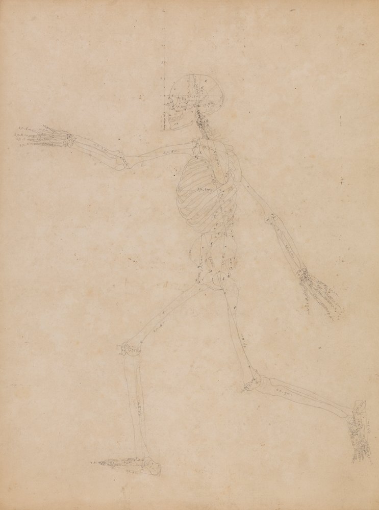Human Skeleton, Lateral View by George Stubbs