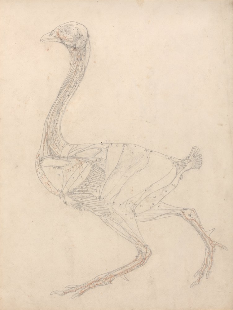 Study of a Fowl, Lateral View, Diagram for Key to Table XV, from A ...