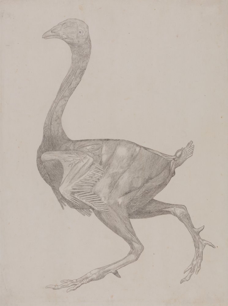 Study of a Fowl, Lateral View, from A Comparative Anatomical Exposition ...
