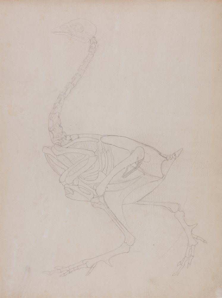 Study of a Fowl, Lateral View, from A Comparative Anatomical Exposition ...