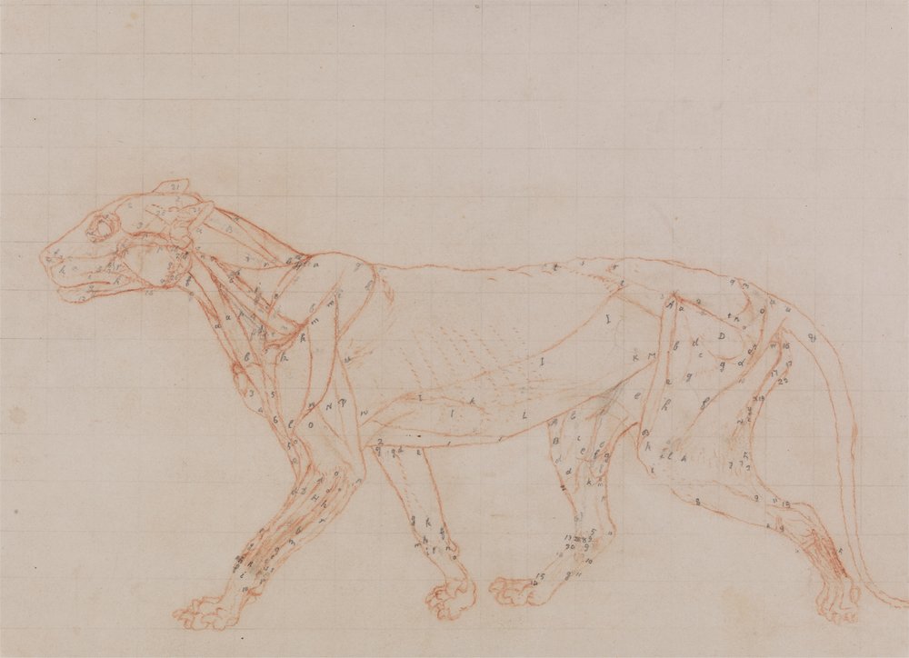 Tiger Body, Lateral View (Study of the muscles exposed at the third ...