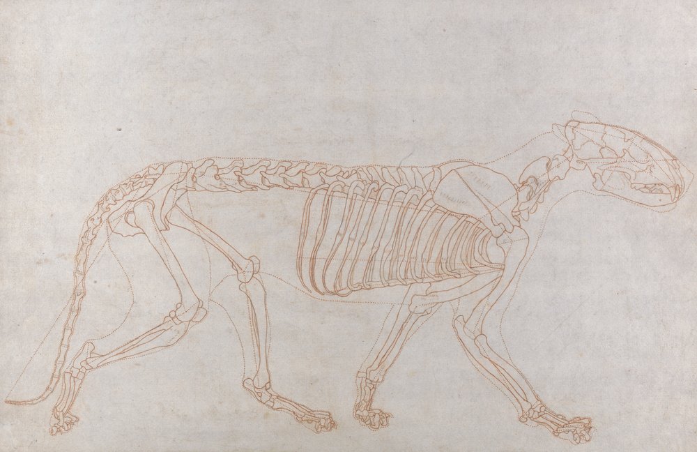 Tiger Skeleton, Lateral View by George Stubbs