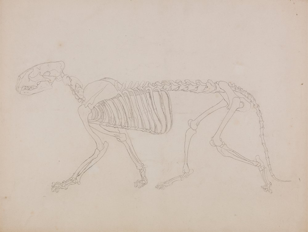 Tiger Skeleton, Lateral View by George Stubbs