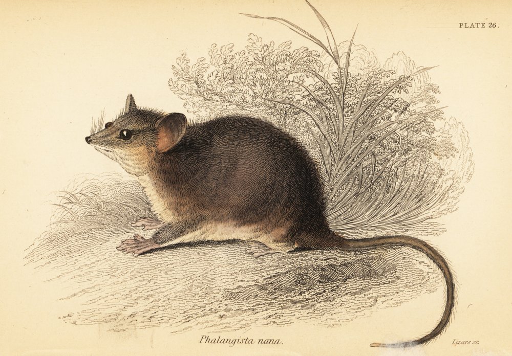 Eastern Pygmy Possum, Cercartetus nanus (engraving)