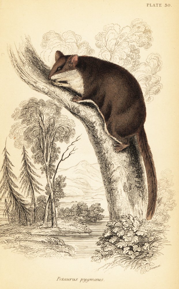 Feathertail Glider, Acrobates pygmaeus (engraving)
