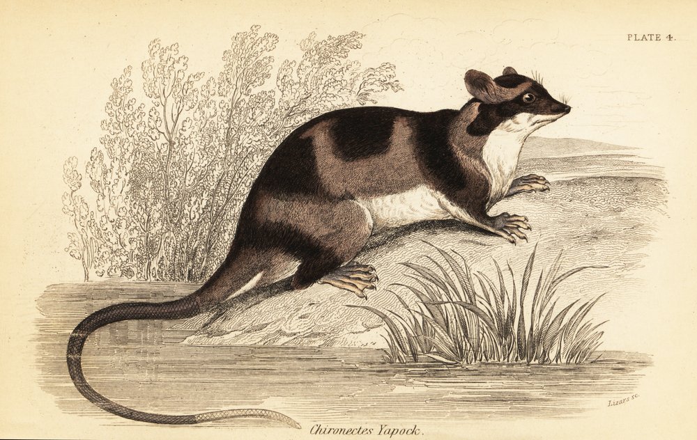 Water Opossum or Yapok, Chironectes Minimus