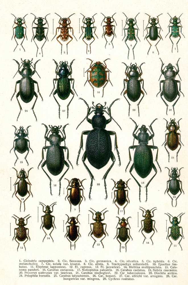 Antique Print of Varieties of European Beetles