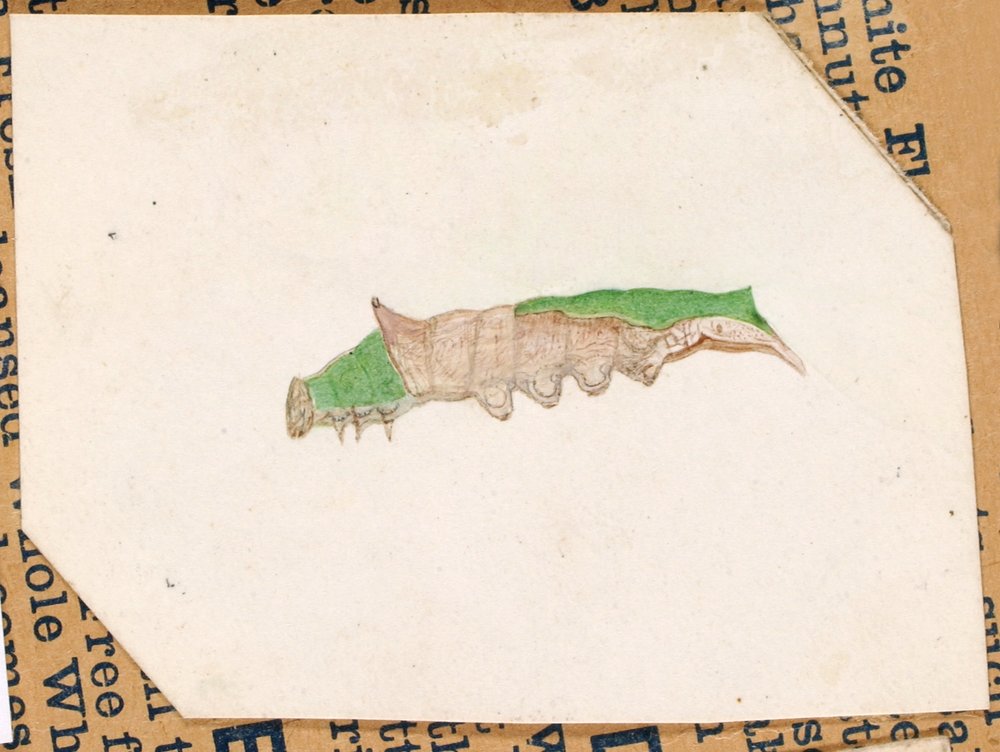 Oak Leaf Edge Caterpillar, study for book Concealing Coloration in the ...