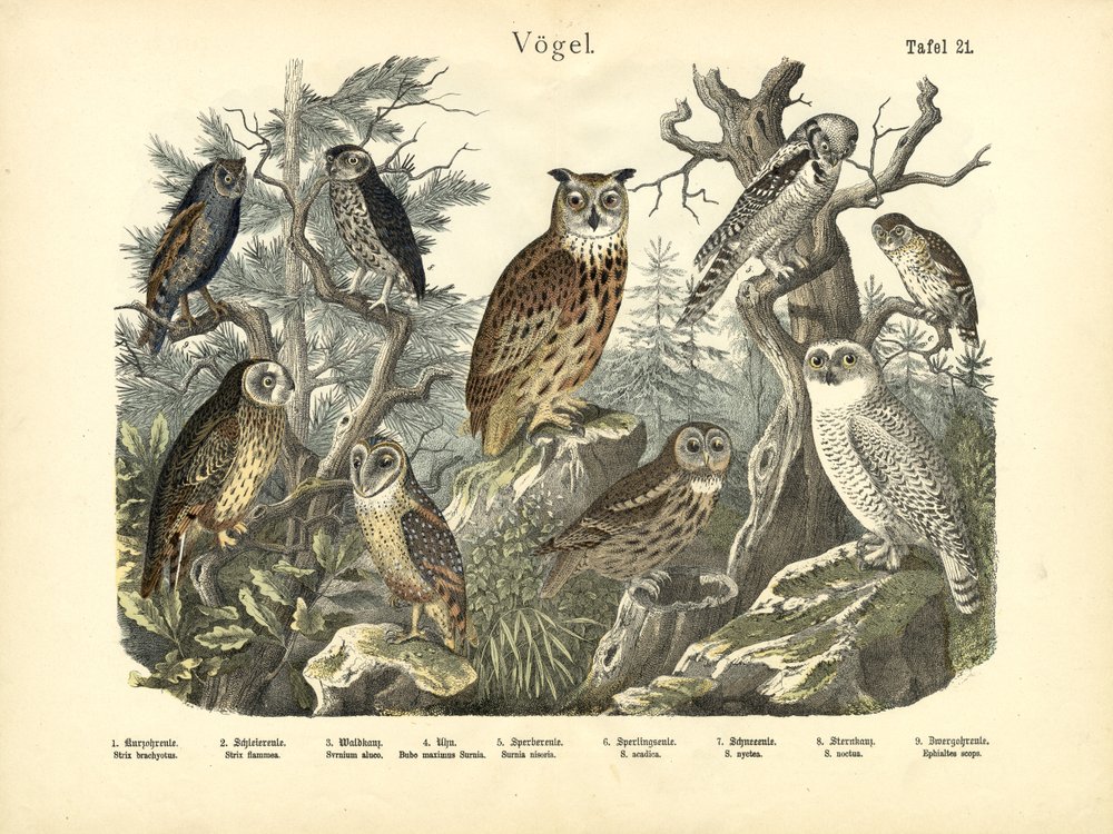 Birds by German School: Highest-quality art reproduction