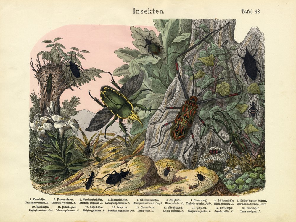 Insects by German School: Highest-quality art reproduction